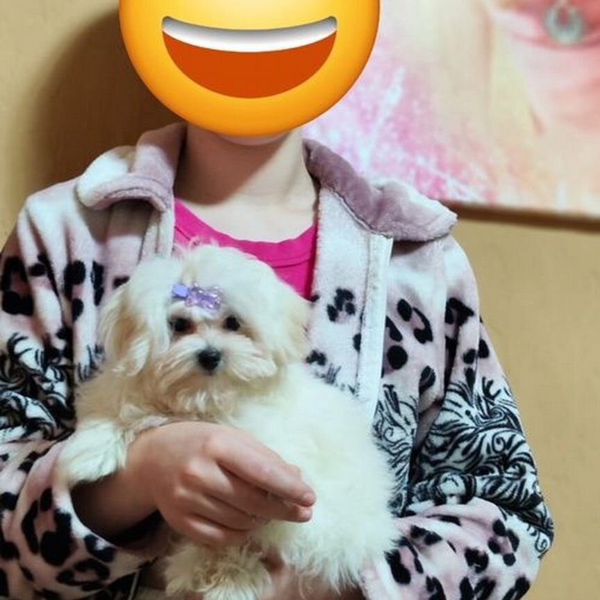 Мальтипу мини девочка