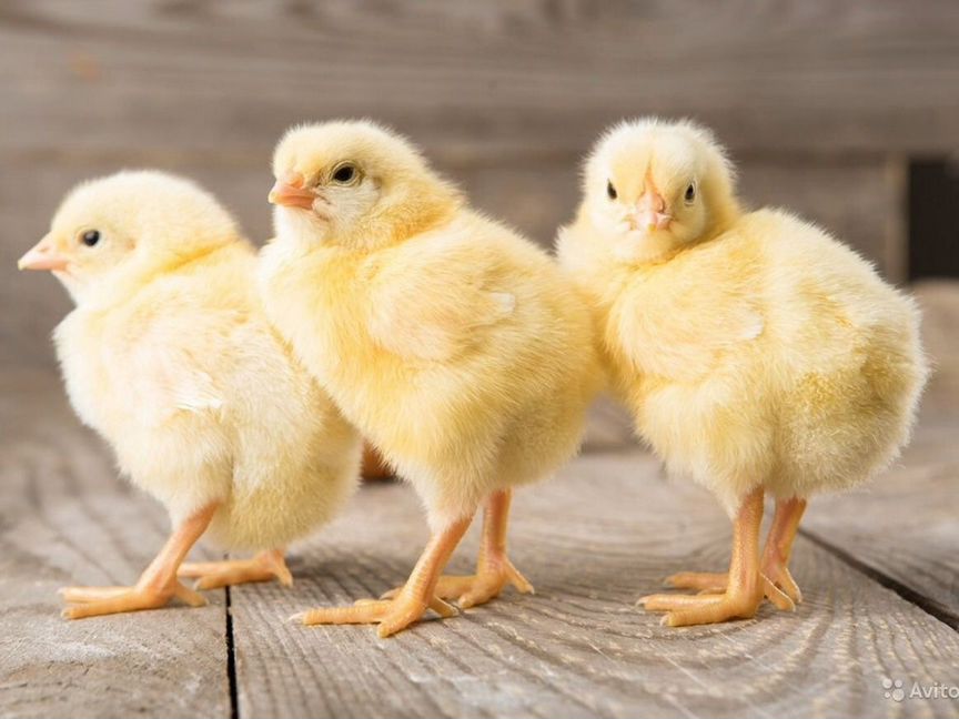 Цыплята бройлеры