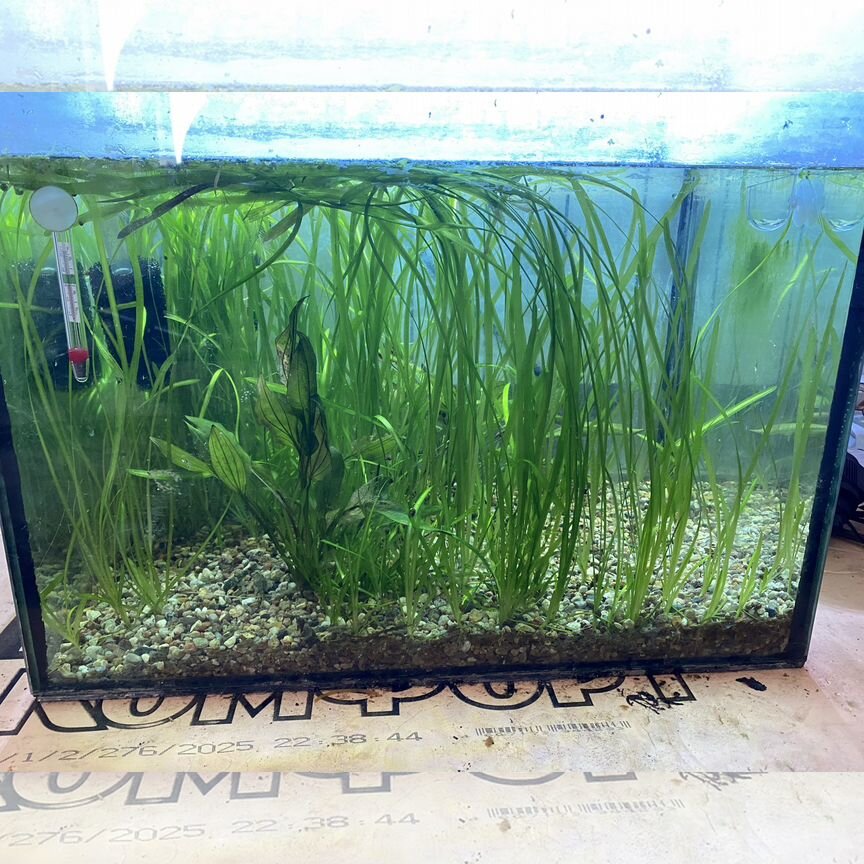 Валлиснерия