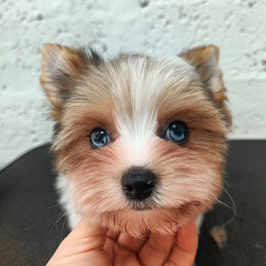 Бивер, мальчик с голубыми глазами