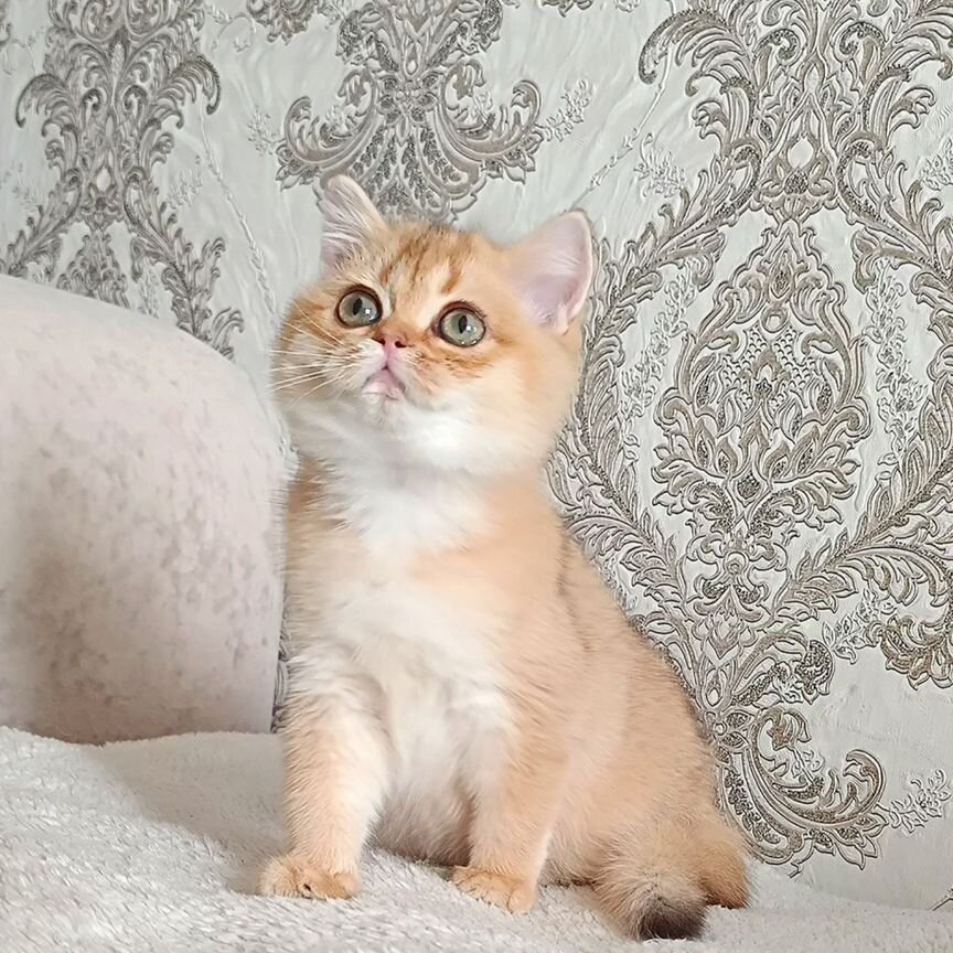 Шотландская малышка
