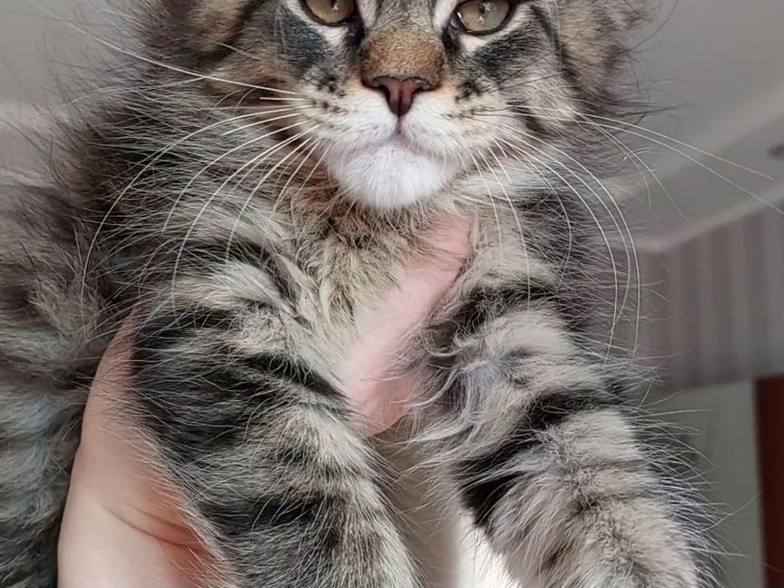 Котята мейн-кун