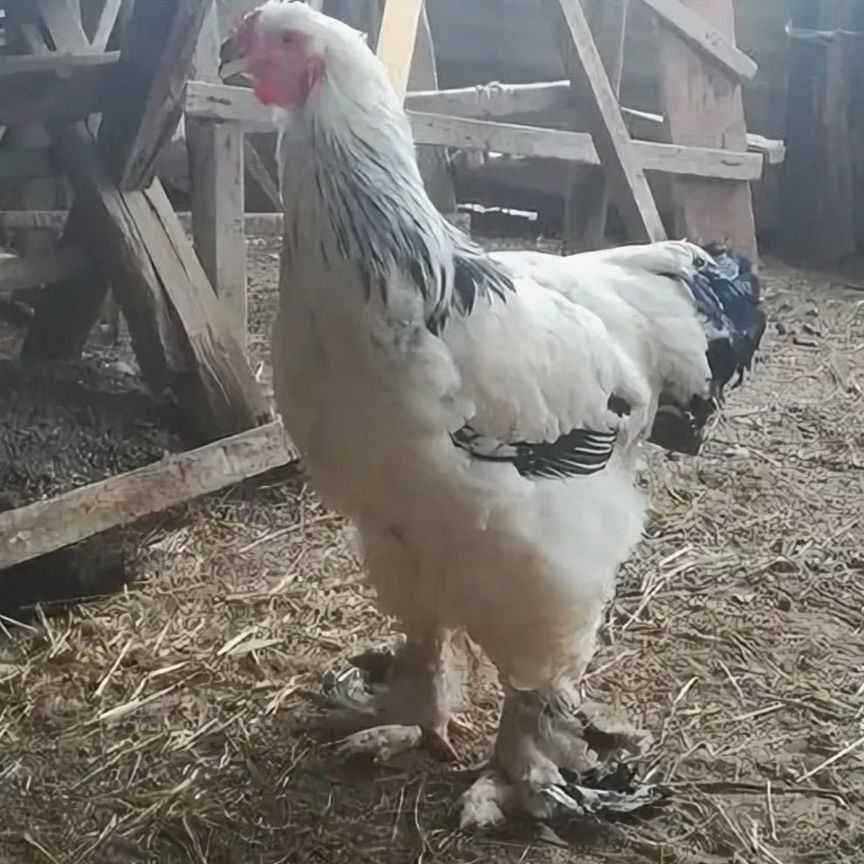 Петух брама