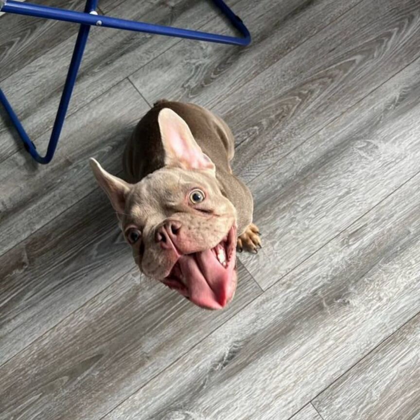 Изабелла Французский мальчишка