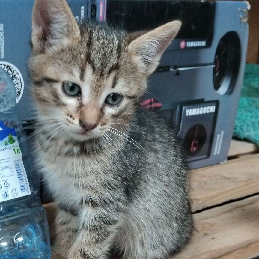 Отдам в добрые руки котят 2 мальчика 1 девочка