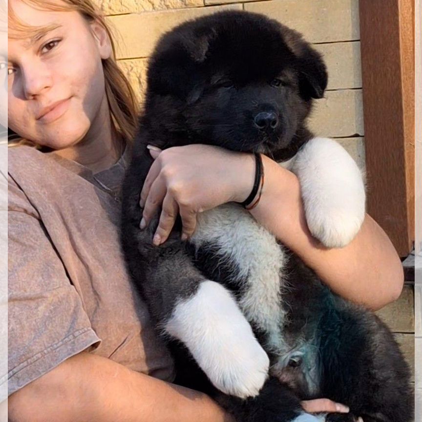 Американская акита, щенок