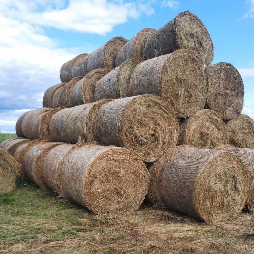 Продам сено в рулонах