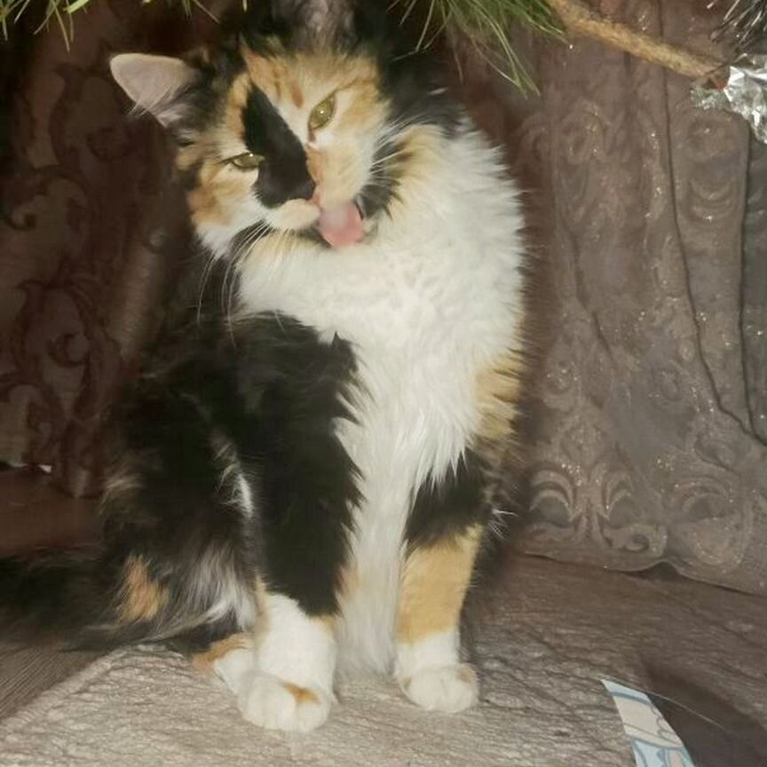 Отдам бесплатно кошечку в добрые руки