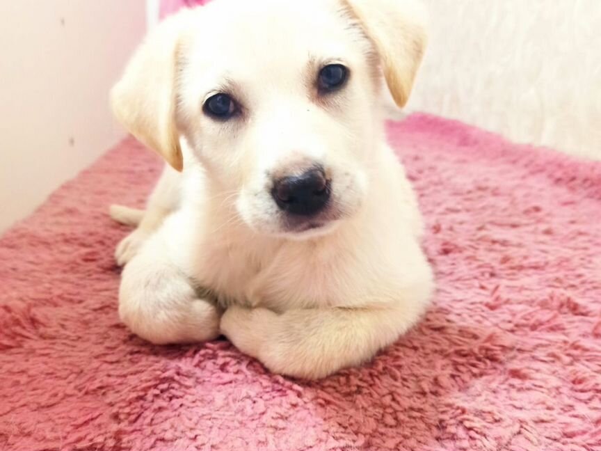 Малыши 2 мес с Химкинской мусорки