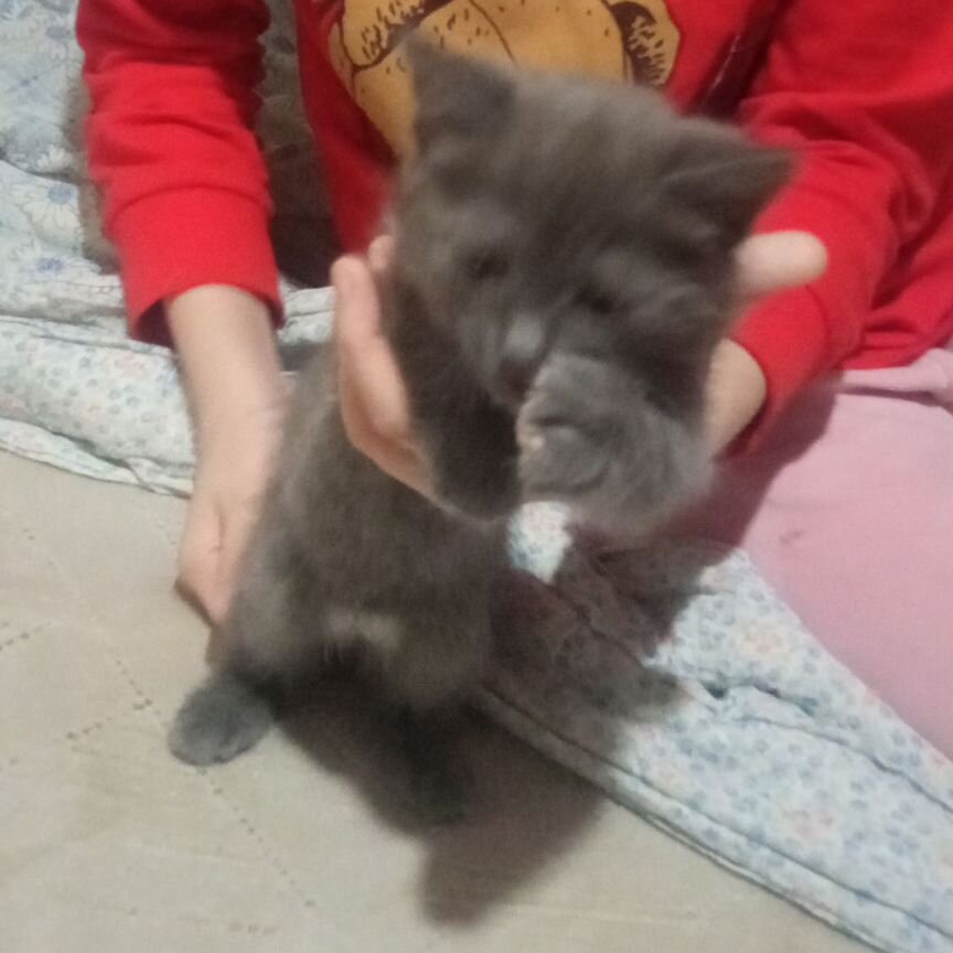 Котёнок в добрые руки