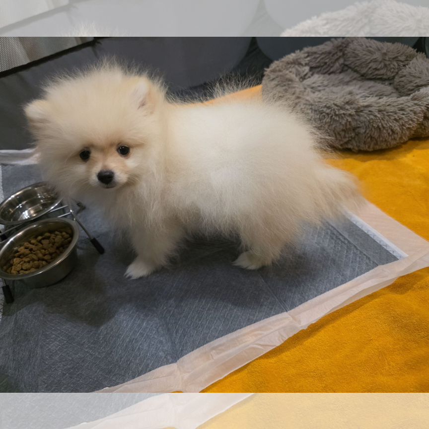 Померанский шпиц, щенок