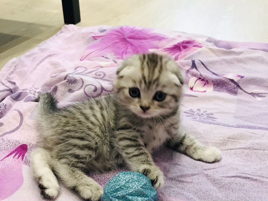 Шотландские вислоухие котята