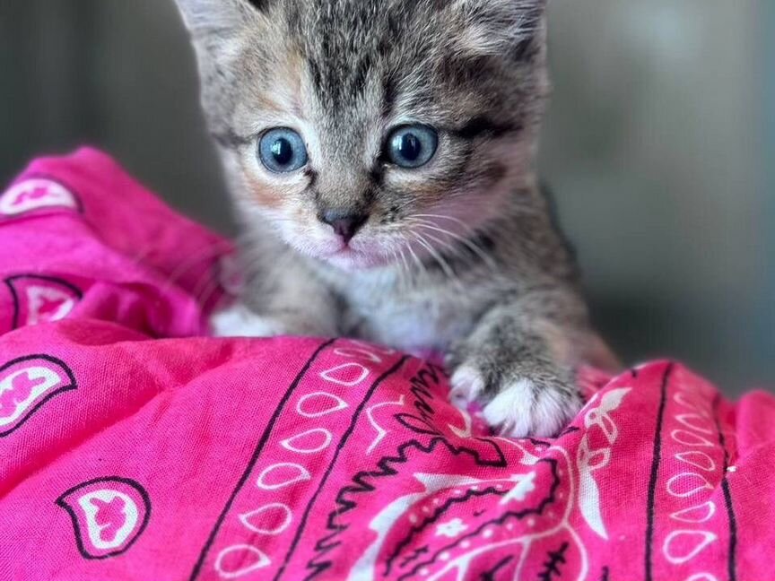 Котята из приюта