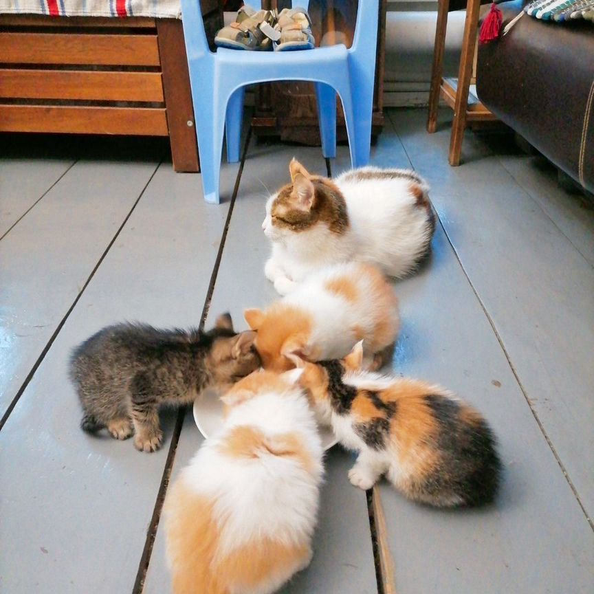 Котята отдам в добрые руки бесплатно