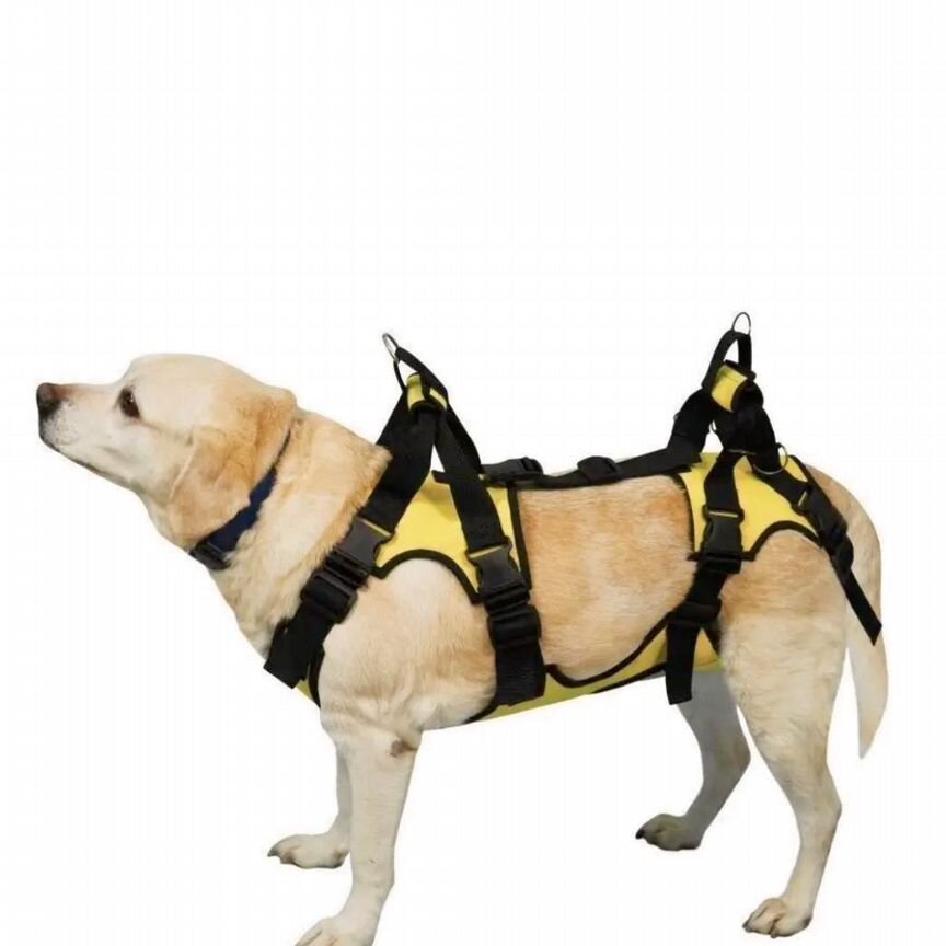 Полная поддержка для собак