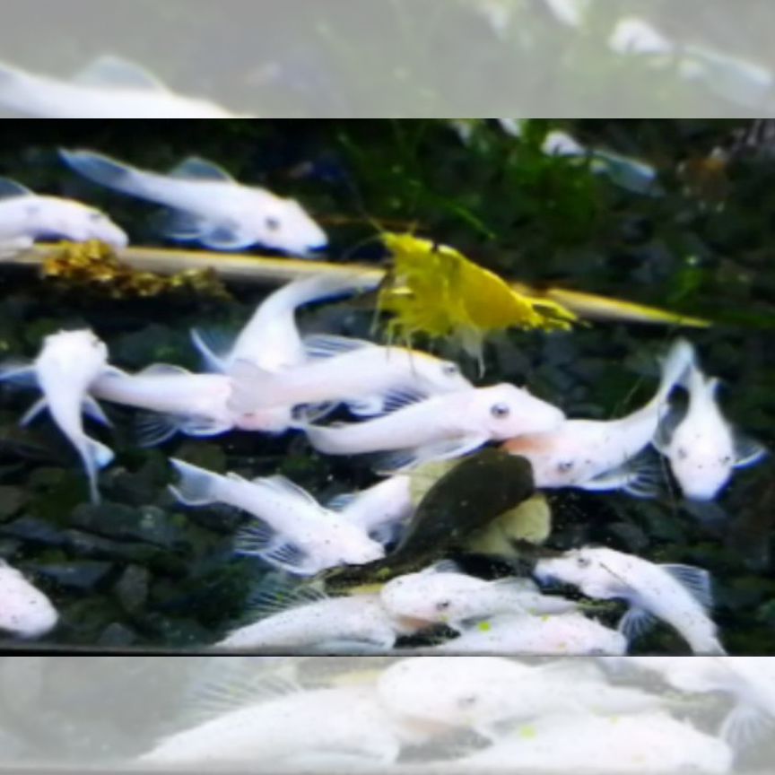 Анциструс l144 snow white вуалевый/классика