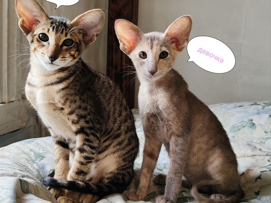 Ориентальные котята