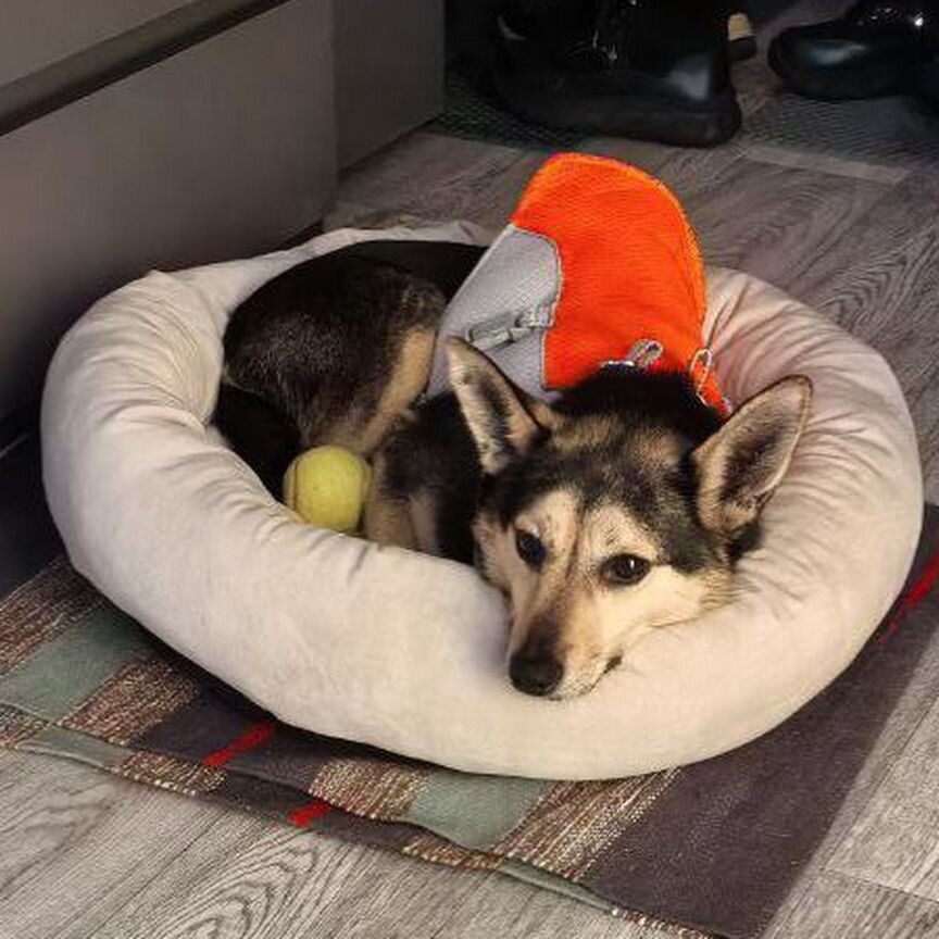 Взрослая собака в добрые руки