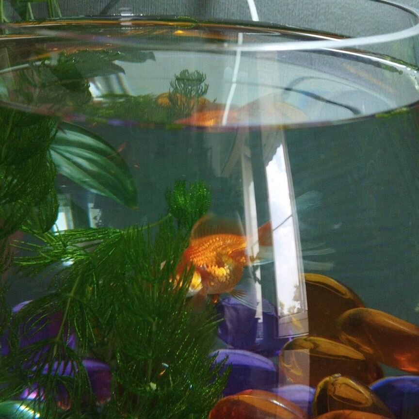 Отдам за шоколадку золотую рыбку