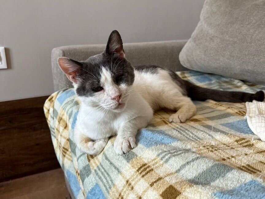 Котик Бульба