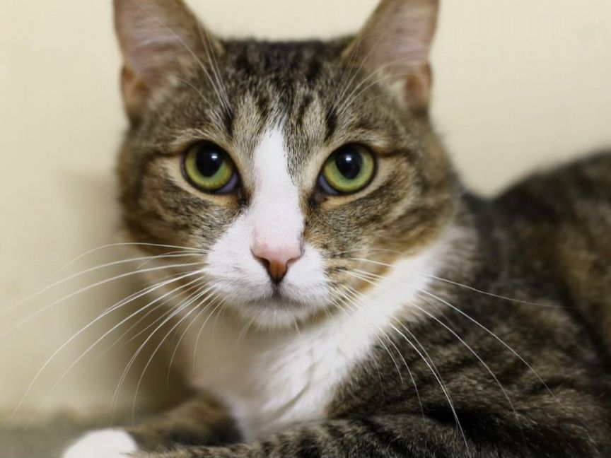 Котик Василёк 1год