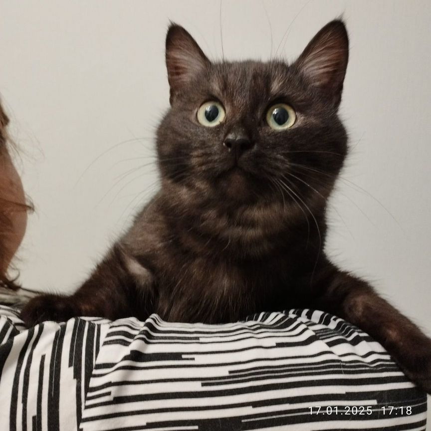Котенок шоколадный в добрые руки