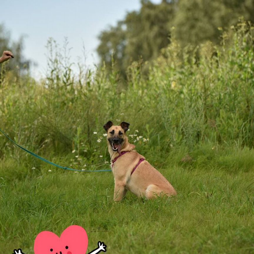 Собака Лира