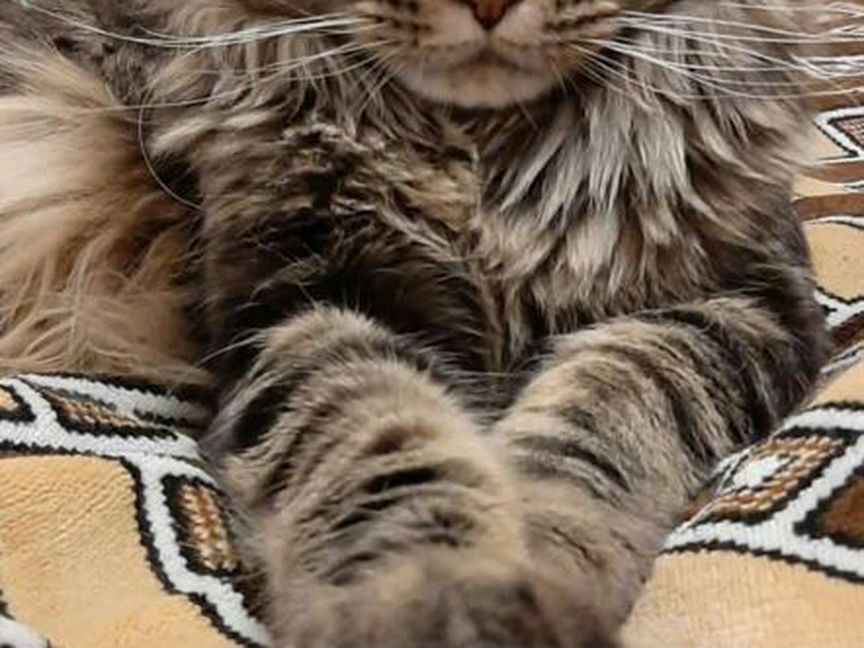 Кот Мэйн кун на вязку