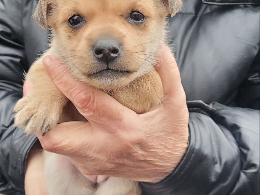 Щенок мальчик в добрые руки