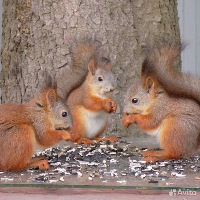 Белка Алтайская