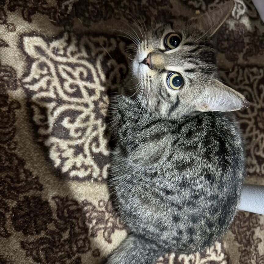 Котята