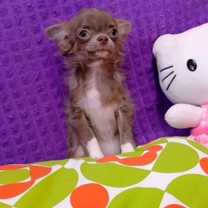 Чихуахуа, щенок