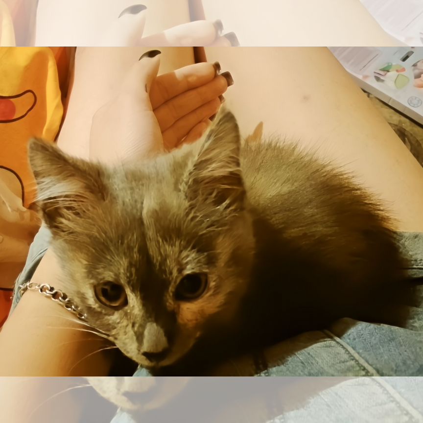 Котёнок от частного владельца