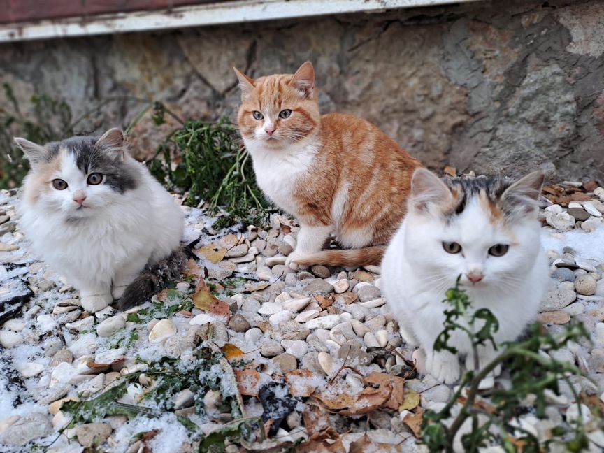 Котята ищут дом 2,5-3 месяца
