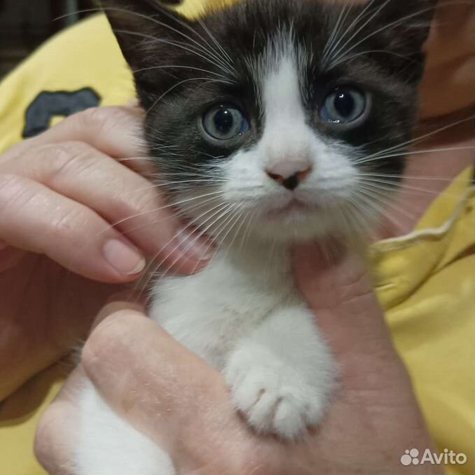 Котëнок в дар