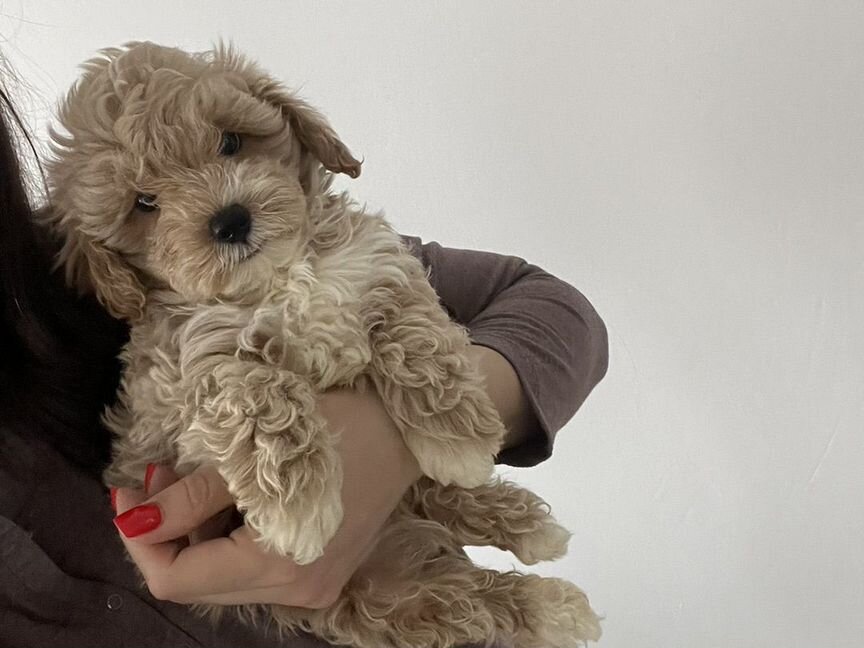 Мальтипу F1 шикарный мальчик