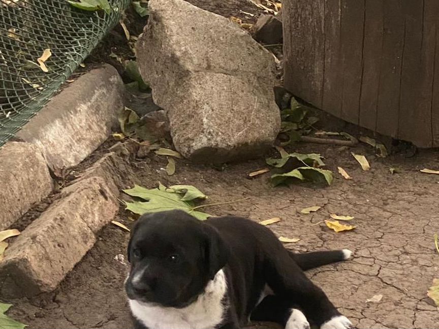 Щенок в добрые руки