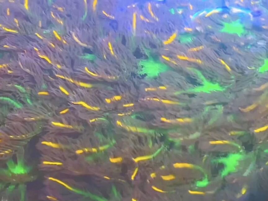 Клавулярия папая коралл