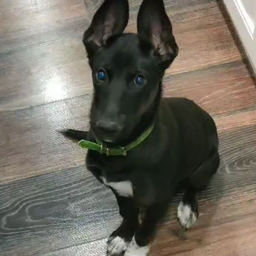 Щенок Рик в добрые руки