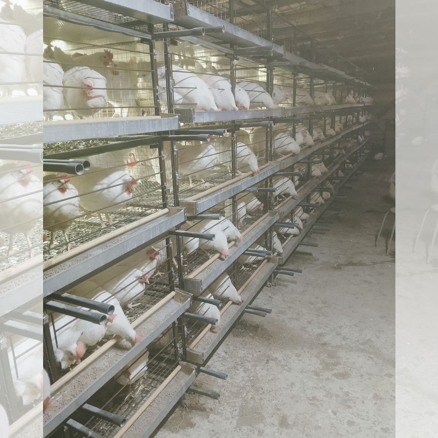 Куры молодки, начали нестись