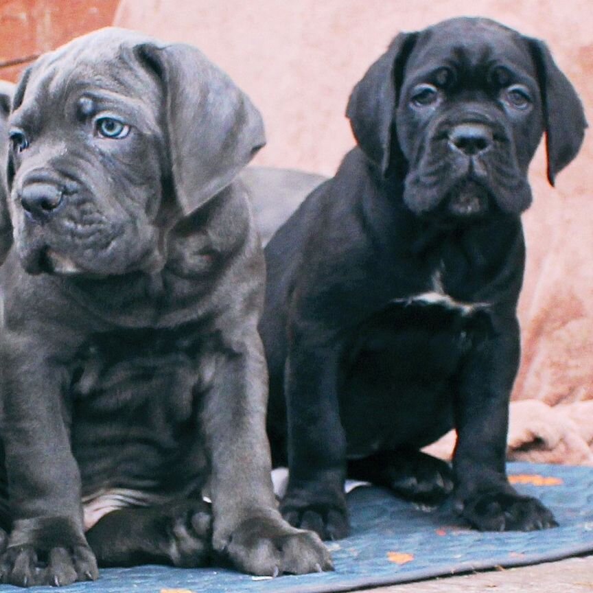 Кане-корсо, щенок