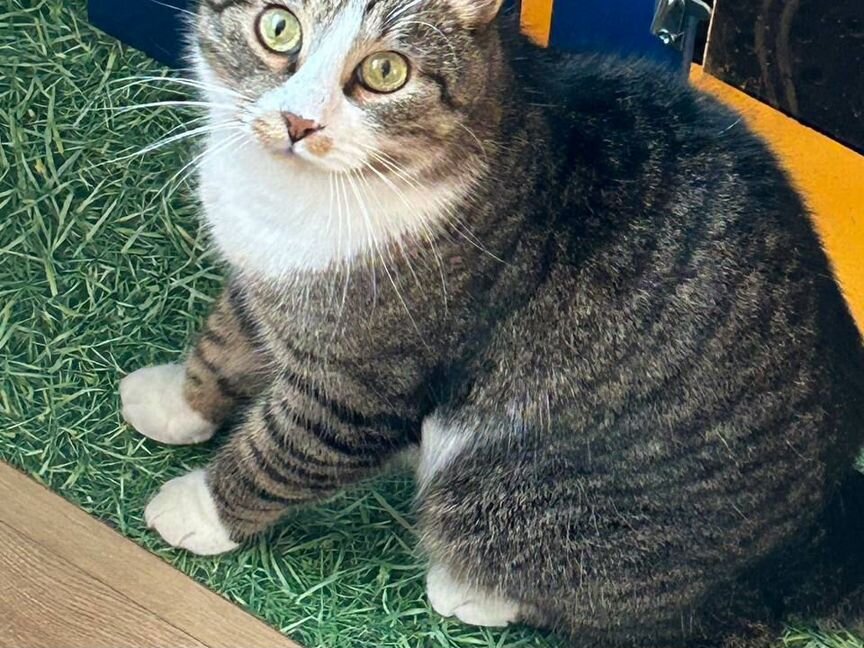 Очаровательный Морсик ищет дом