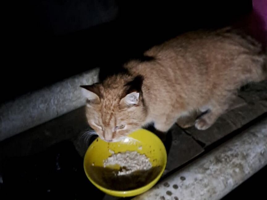 Рыжая кошечка ищет дом