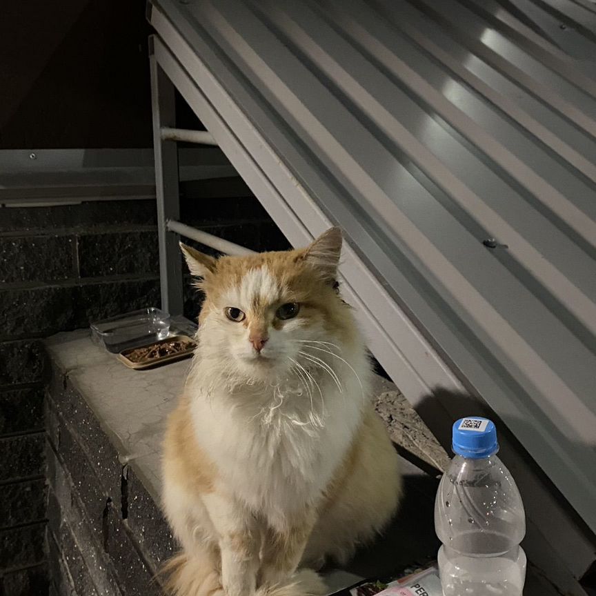 Рыжий дружочек (кот или кошка)