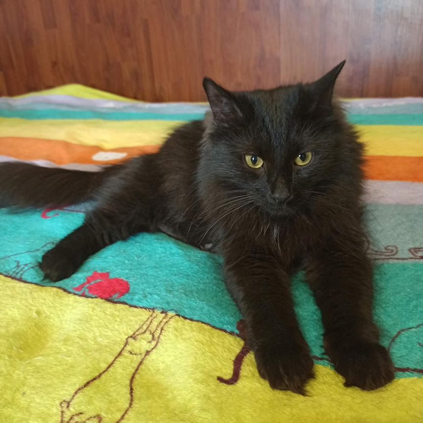 Котик Мишель ищет дом