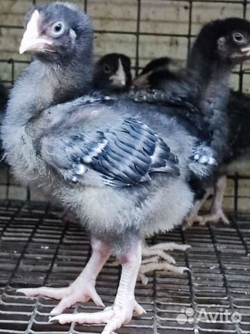 Цыплята бройлеры