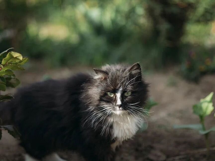 Кошечка в добрые руки