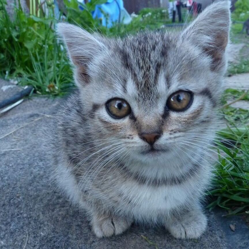 Котёнок в добрые руки