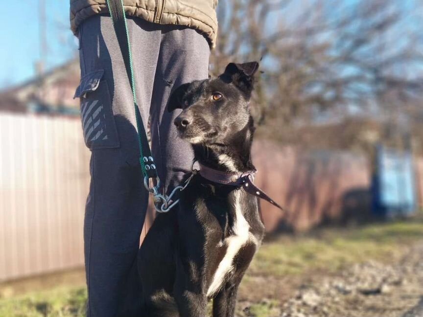 Собака Айка