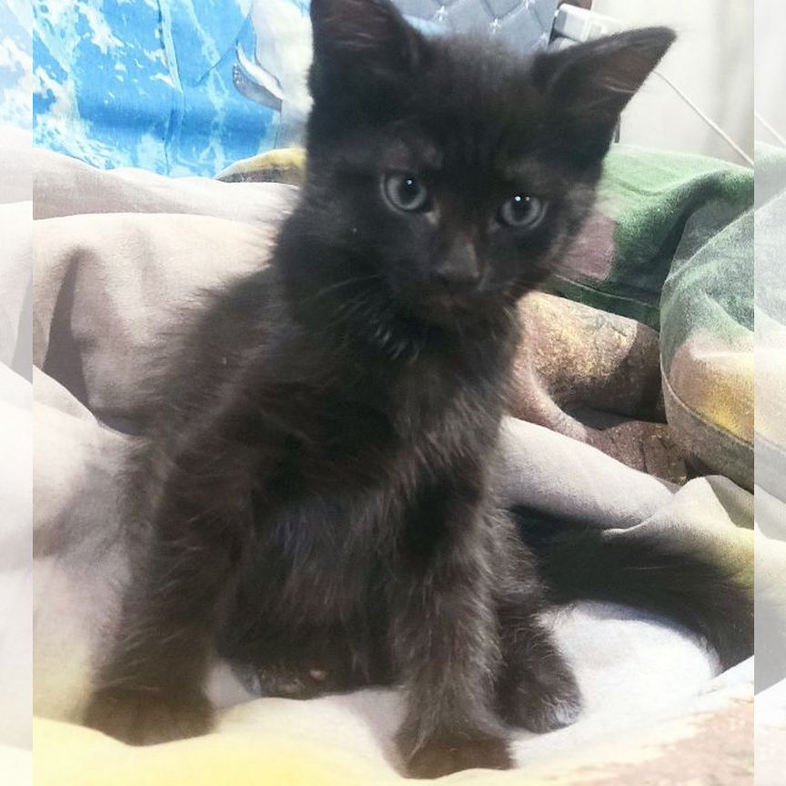 Котята отдам в добрые руки бесплатно